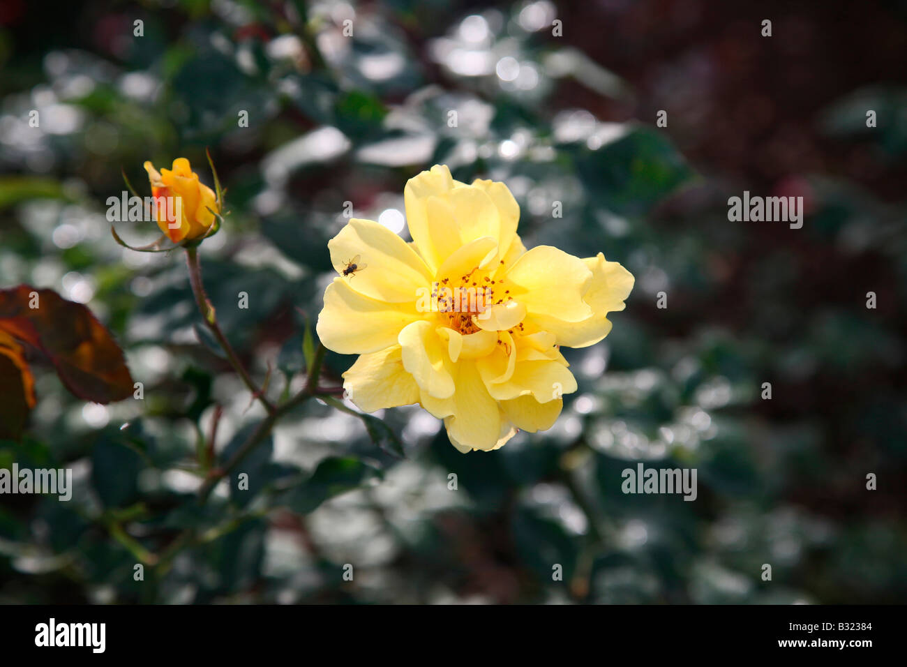 Yellow rose flower Stock Photo - Alamy