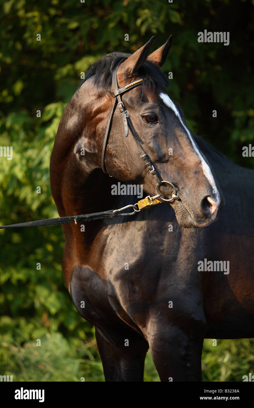 Bay trakehner horse portrait Stock Photo - Alamy