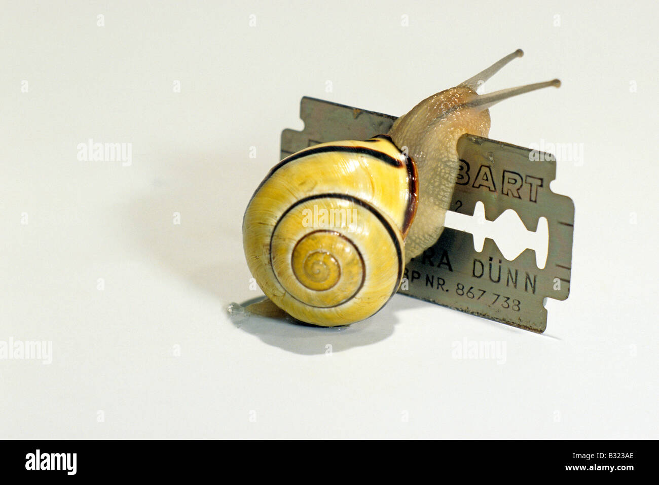 Brown lipped snail cepaea nemoralis hi-res stock photography and images ...