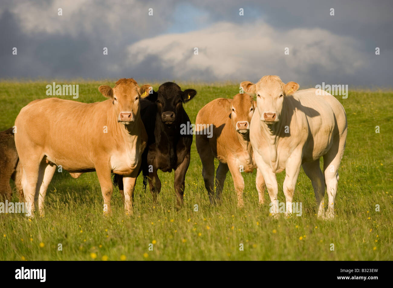 Beef cow herd hi-res stock photography and images - Alamy
