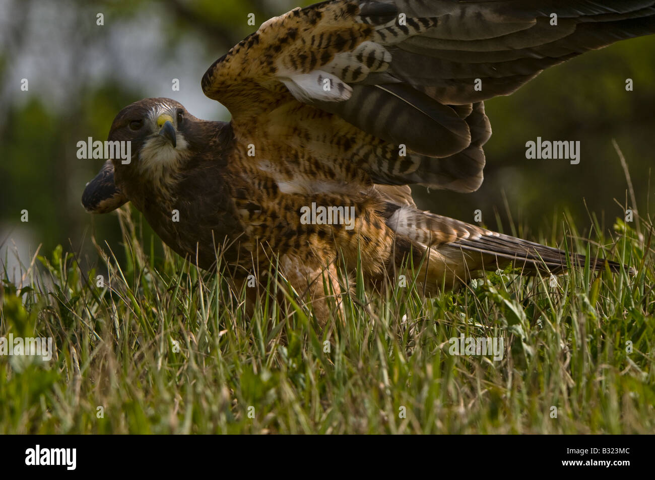 Swainson's Hawk (Buteo swainsoni Stock Photo - Alamy
