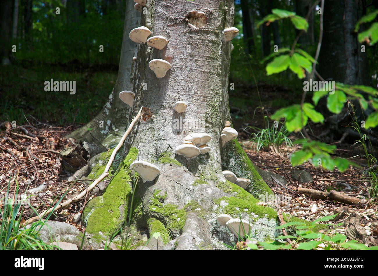 Red Banded Polypore mushroom tree fungi Fomitopsis pinicola Stock Photo ...