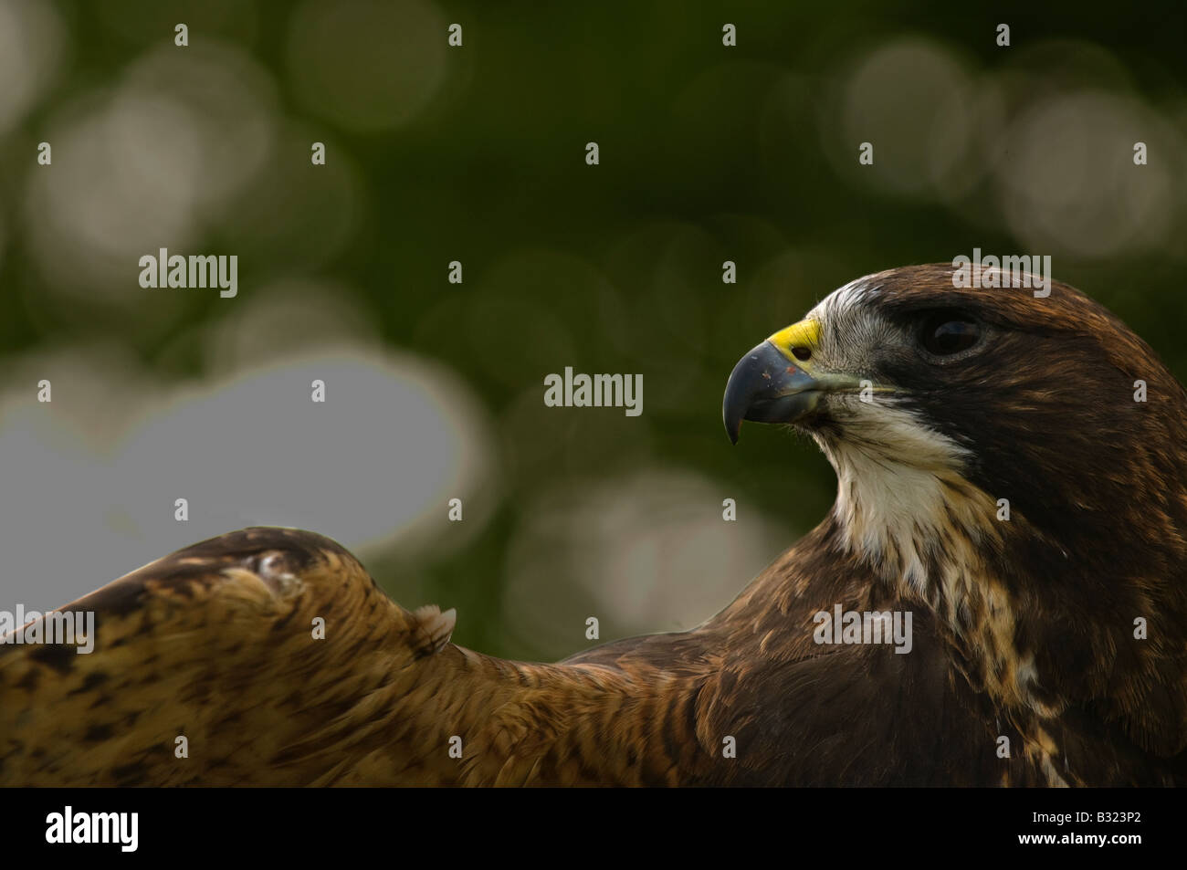 Swainson's Hawk (Buteo swainsoni Stock Photo - Alamy