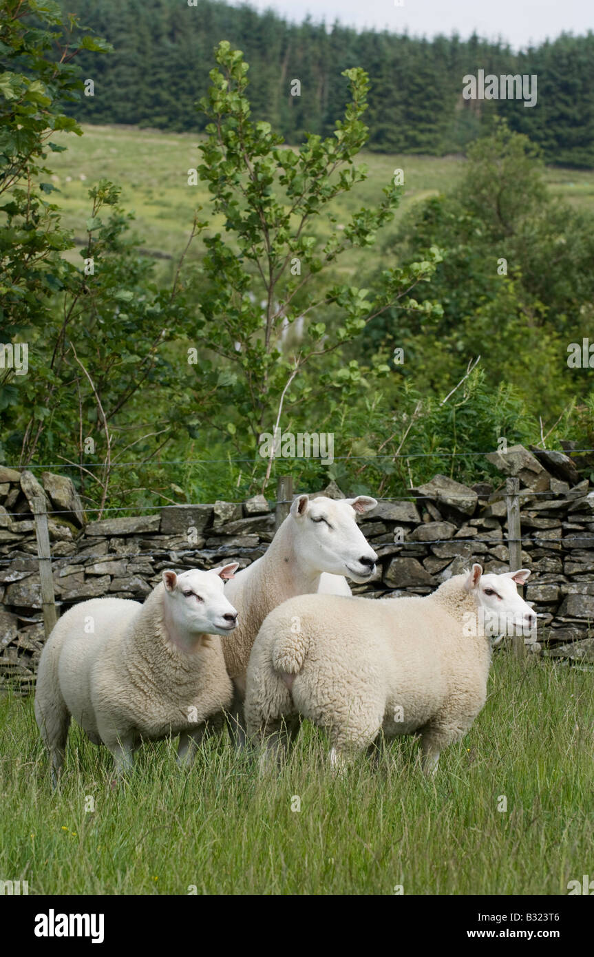 Lleyn sheep hi-res stock photography and images - Alamy