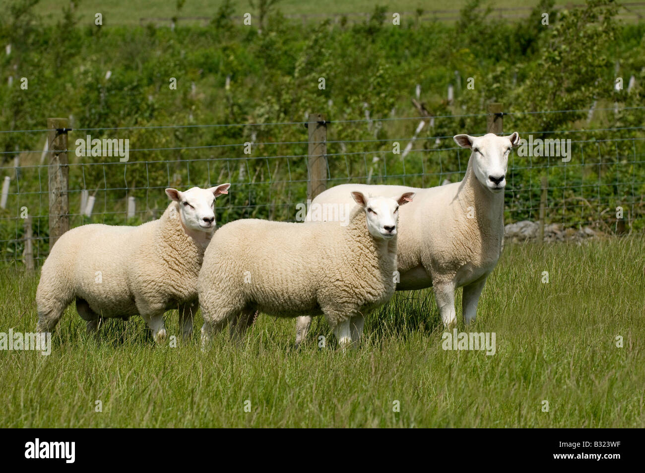 Lleyn Ewe High Resolution Stock Photography and Images - Alamy