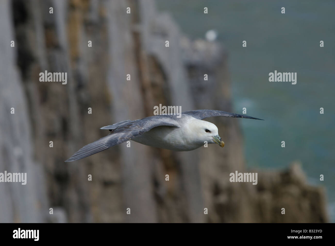 Fulmaris glacialis fulmar in flight Stock Photo - Alamy