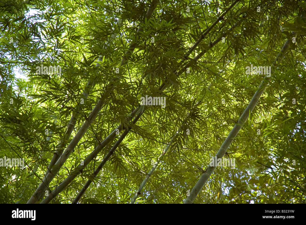 Bamboo forest texture, Kanchanaburi, Thailand Stock Photo - Alamy