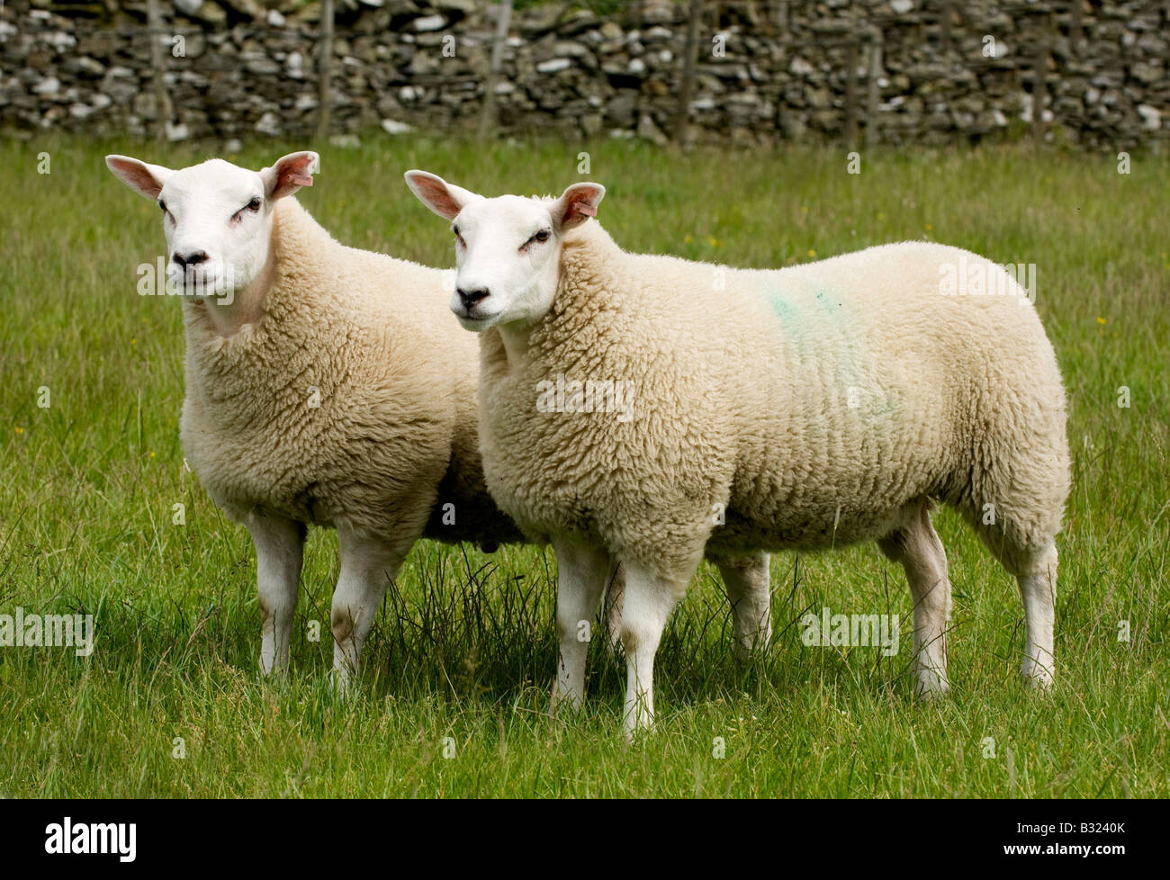 Texel Lleyn Sheep High Resolution Stock Photography and Images - Alamy