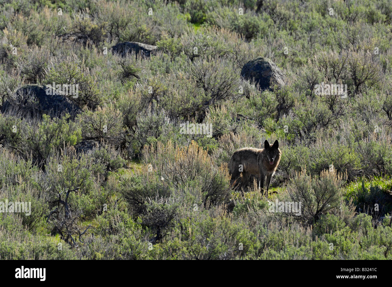Black timber wolf hi-res stock photography and images - Alamy