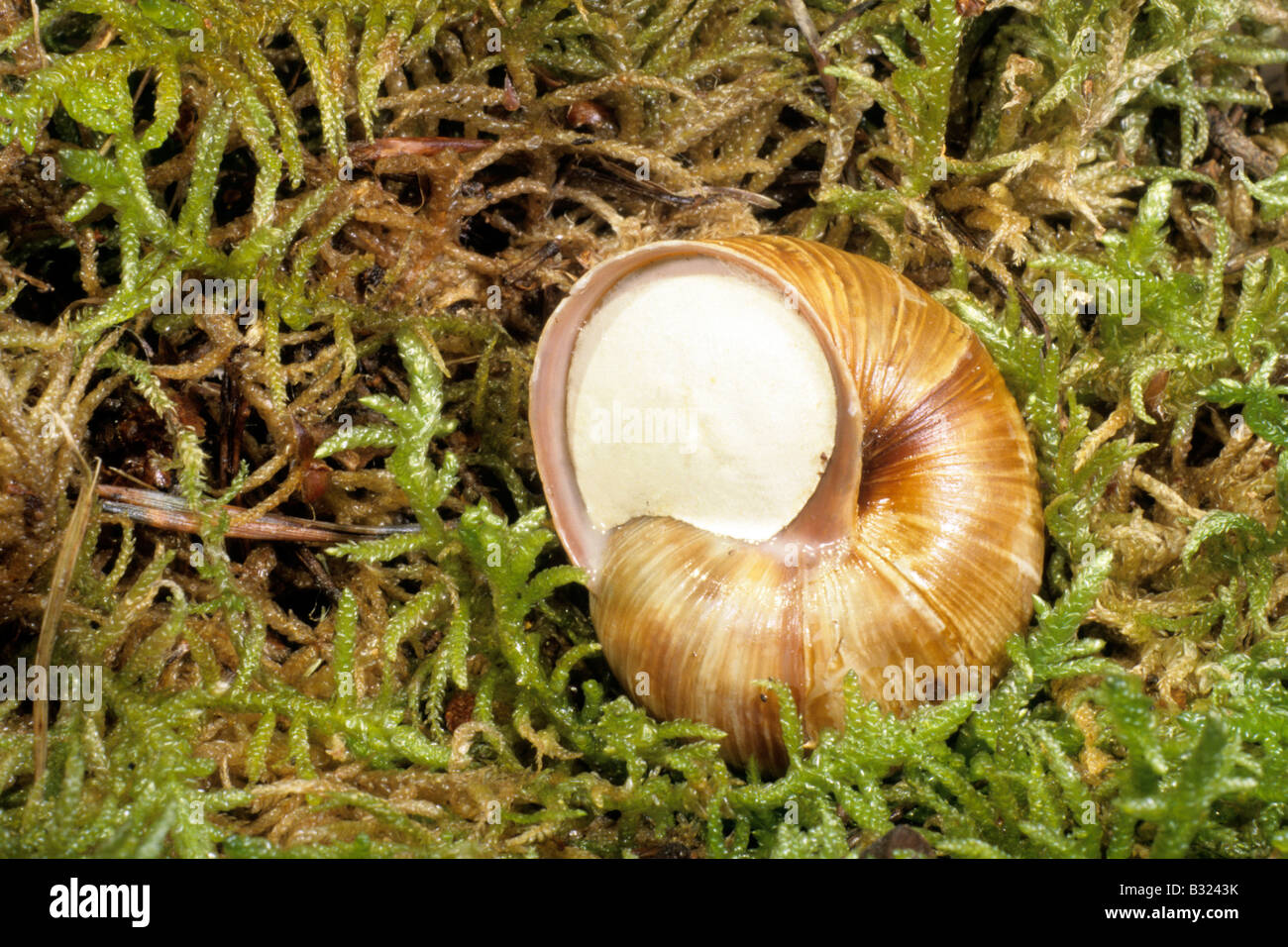 Roman Snail, Escargot Snail, Edible Snail (Helix pomatia) in winter ...