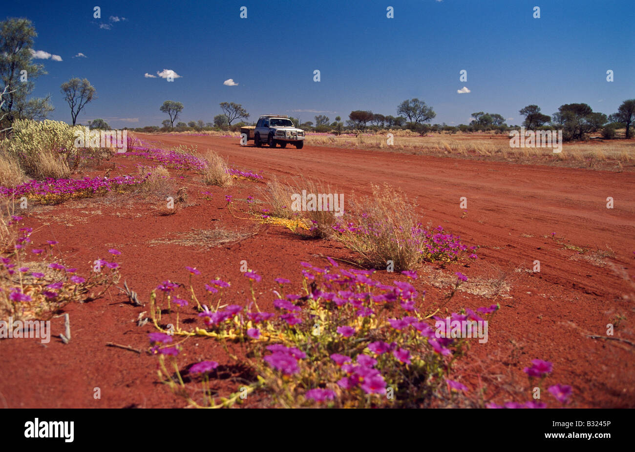 Outback road and wildflowers, Western Australia Stock Photo - Alamy