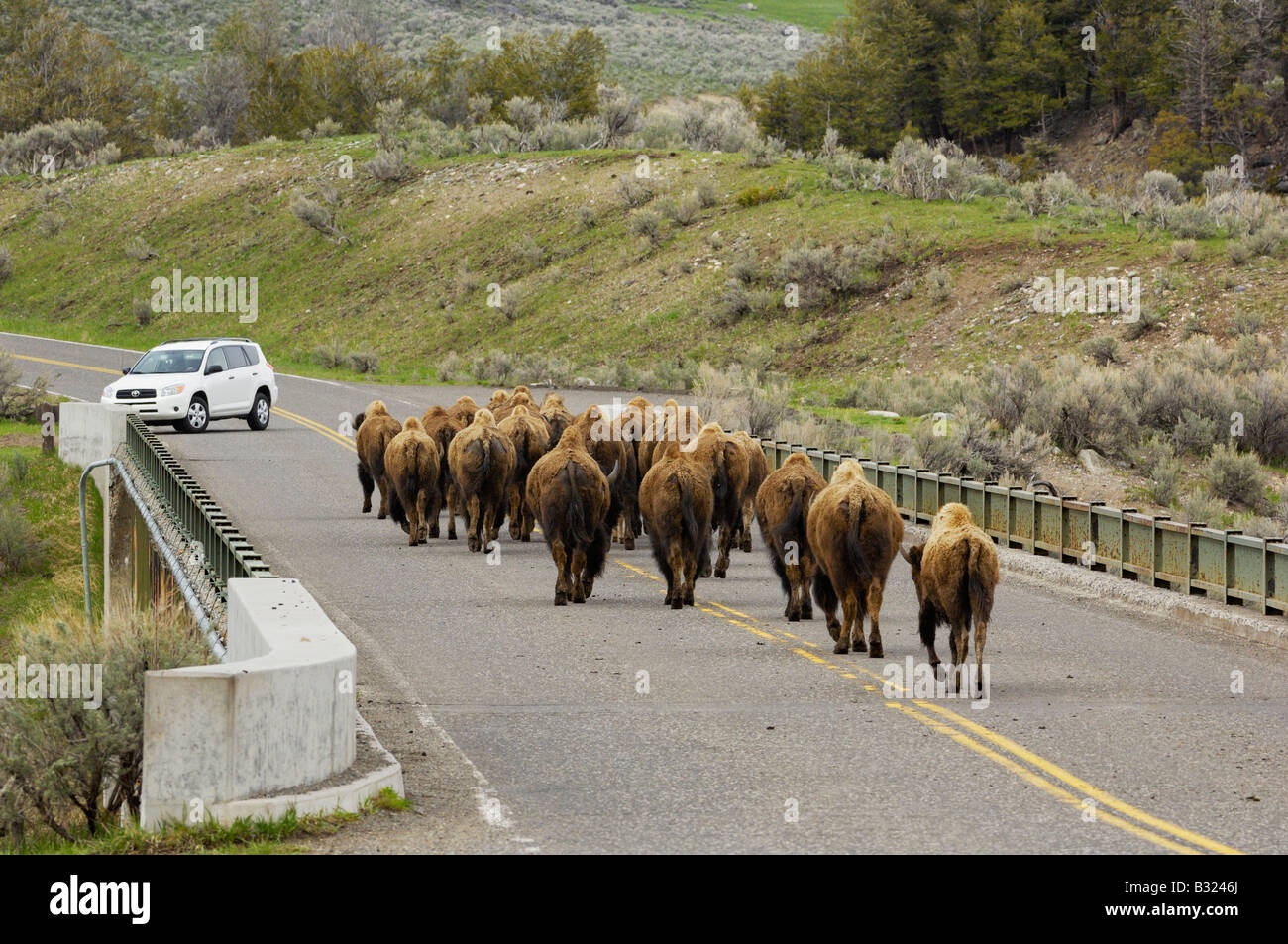 Funny buffalo hi-res stock photography and images - Alamy