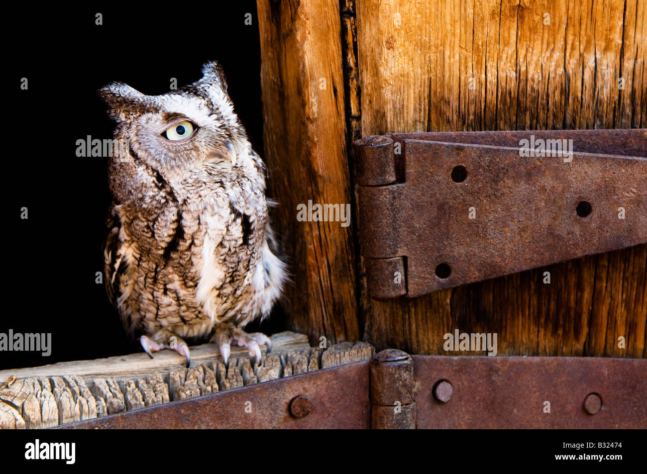 Eastern Screech Owl Megascops asio Stock Photo - Alamy