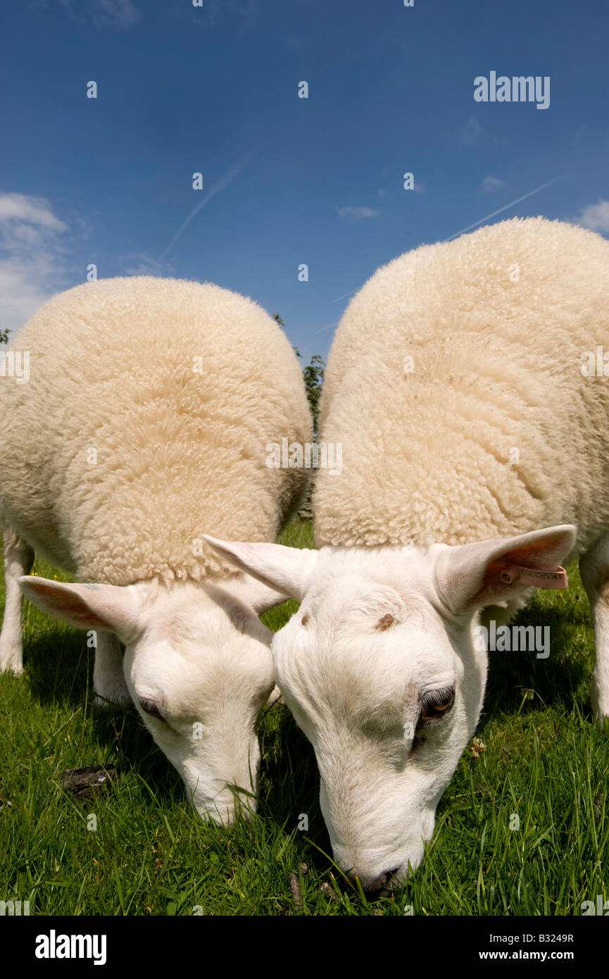 Feeding lleyn sheep hi-res stock photography and images - Alamy