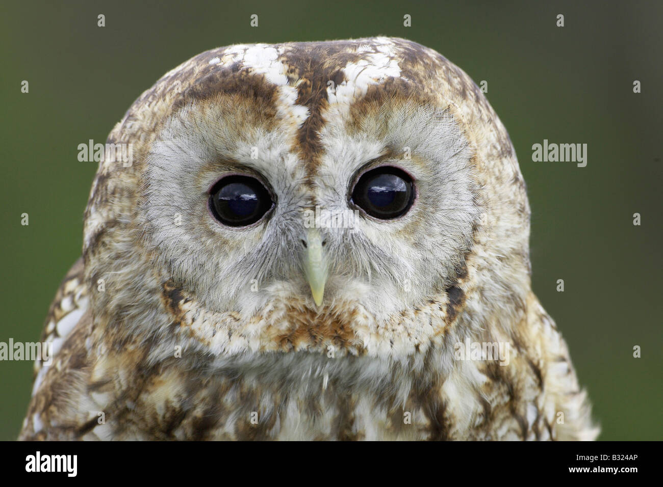Tawny owl eyes head hi-res stock photography and images - Alamy