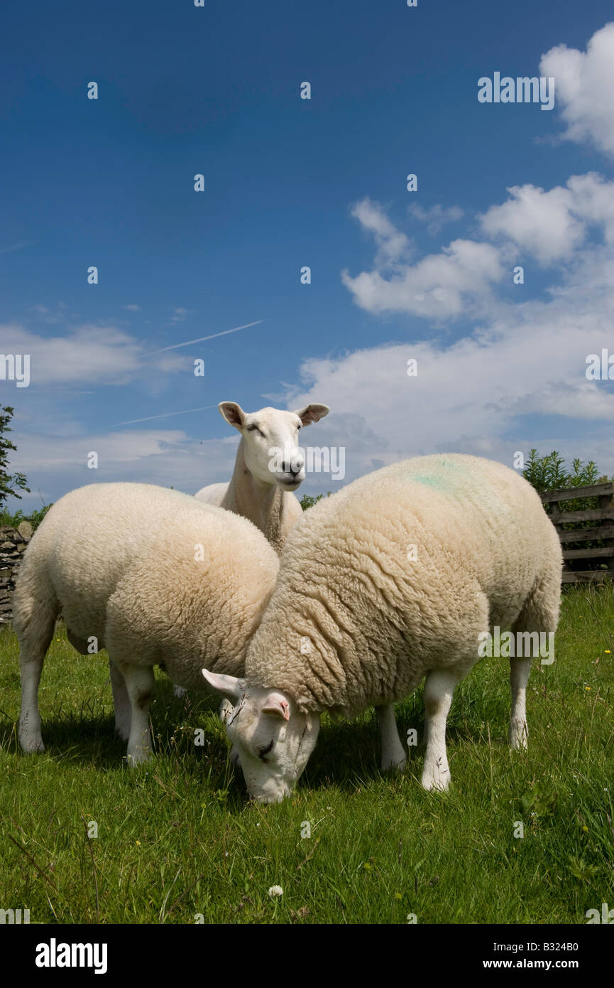 Lleyn ewe with texel sired lambs at foot Lockerbie Scotland Stock Photo ...