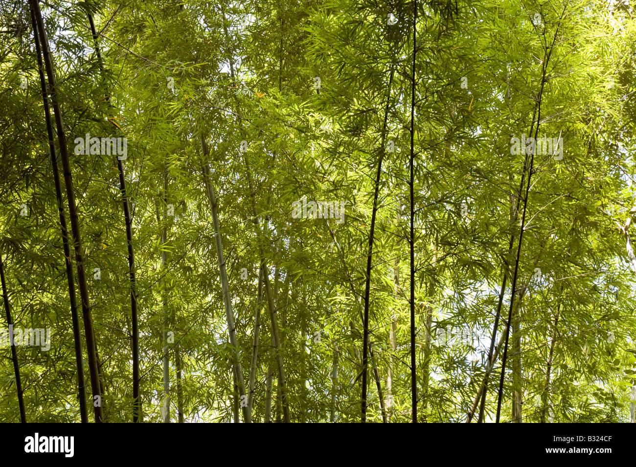 Bamboo forest and trees texture. Kanchanaburi, Thailand Stock Photo - Alamy