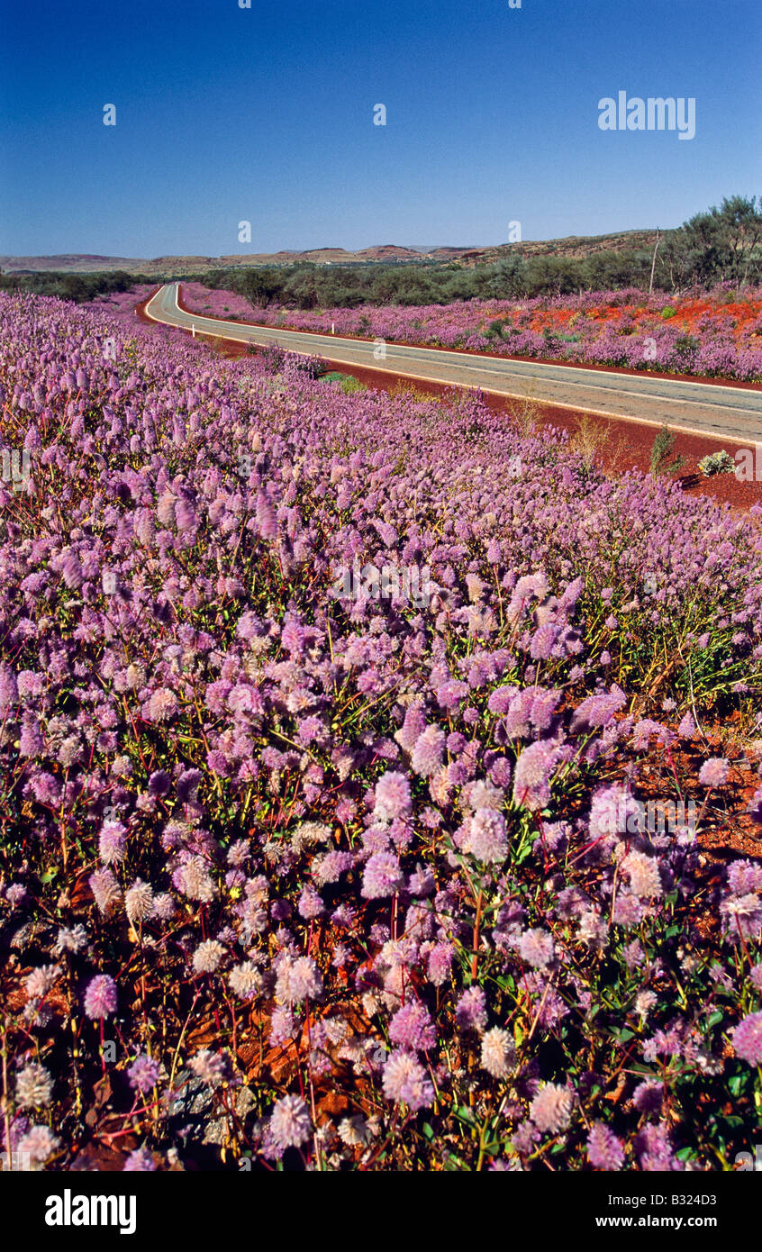 Outback road and wildflowers, Australia Stock Photo - Alamy