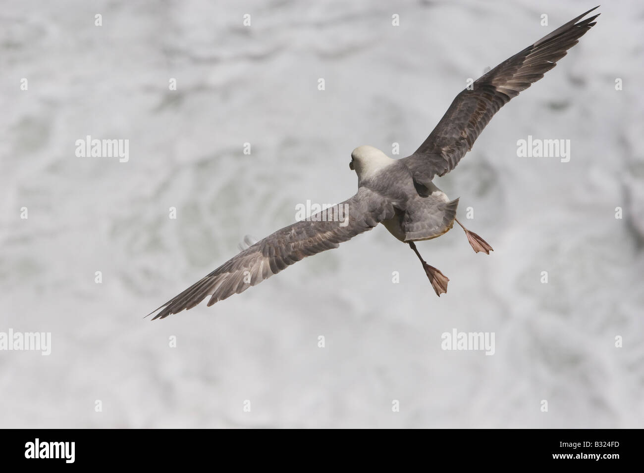 Diving Downwards High Resolution Stock Photography and Images - Alamy