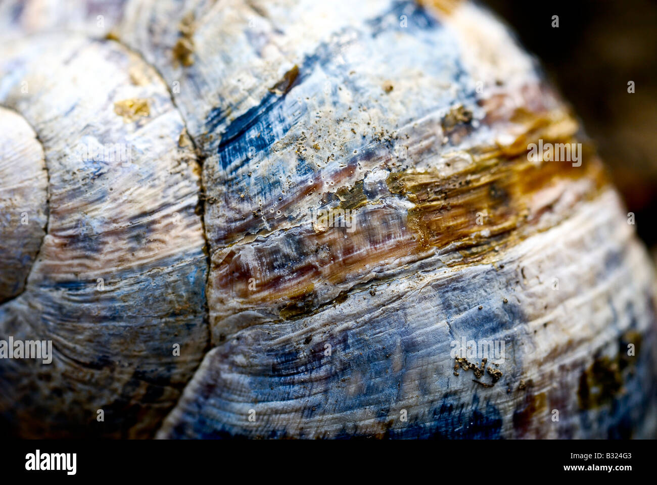 A color macro shot of the shell of a garden snail Stock Photo - Alamy