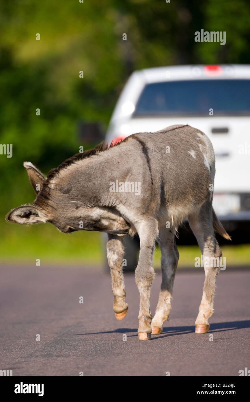 USA South Dakota Custer State Park Feral Burro (Equus asinus Stock ...