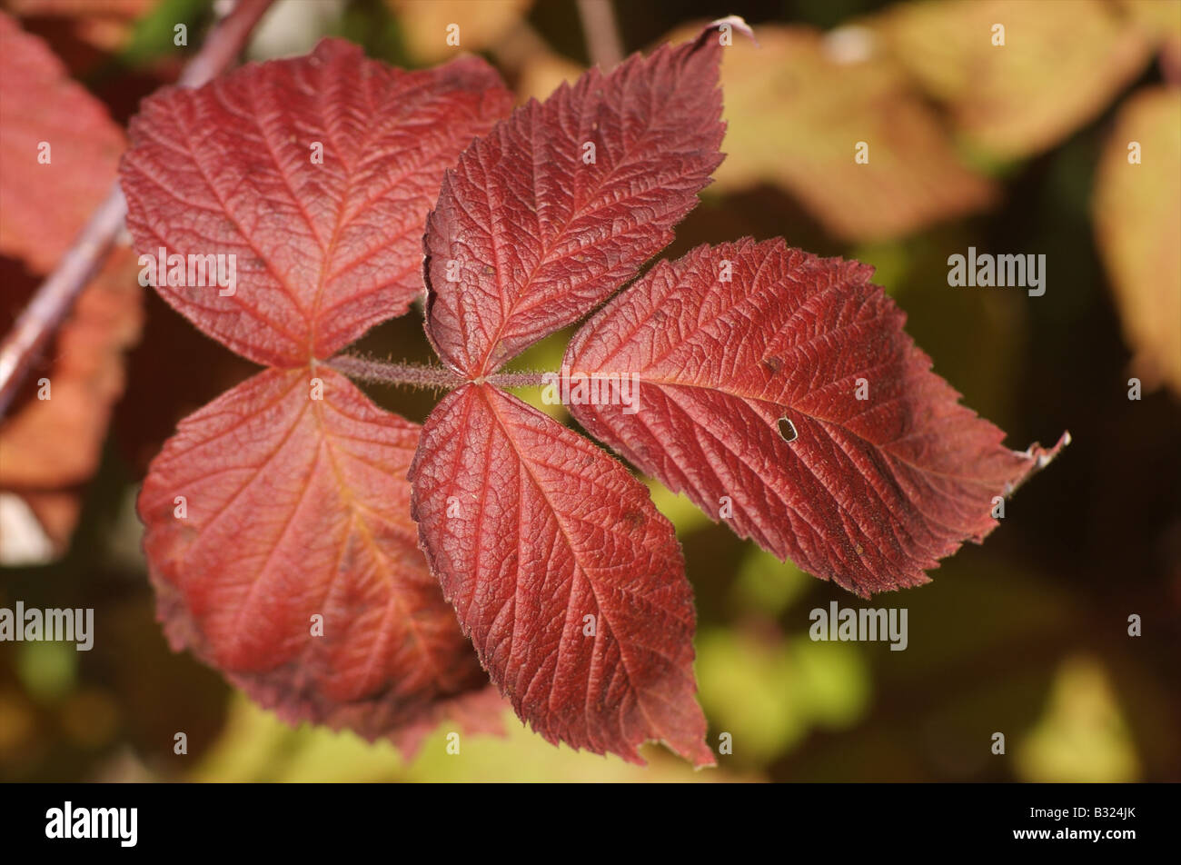 Red Raspberry leaves in Autumn Ontario Canada Stock Photo - Alamy