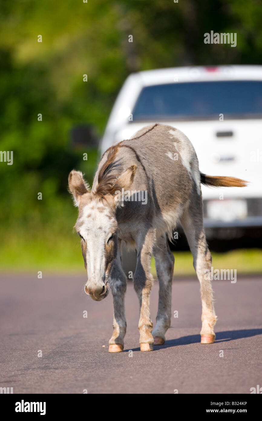 USA South Dakota Custer State Park, Feral Burro (Equus asinus Stock ...