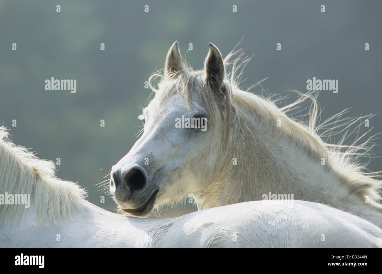 Horse looking back hi-res stock photography and images - Alamy