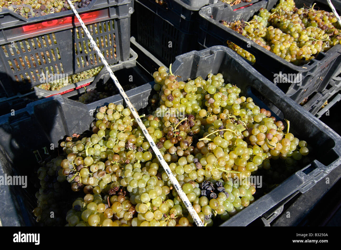 Collected grapes in boxes Stock Photo - Alamy