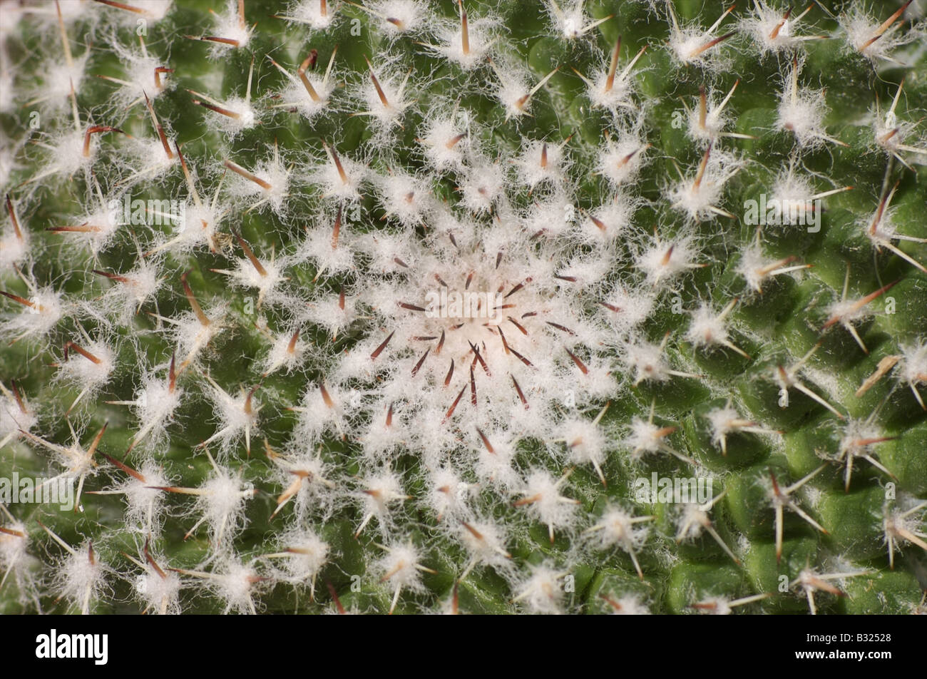 Close up top down view of a cactus Stock Photo - Alamy