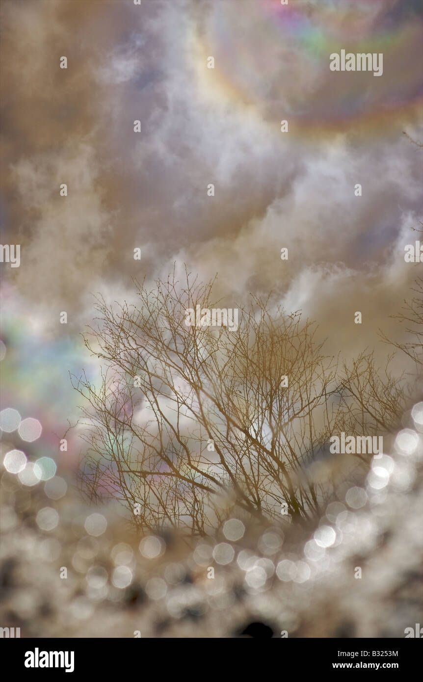 Tree and cloudy sky reflected in a puddle The colors are from balsam ...