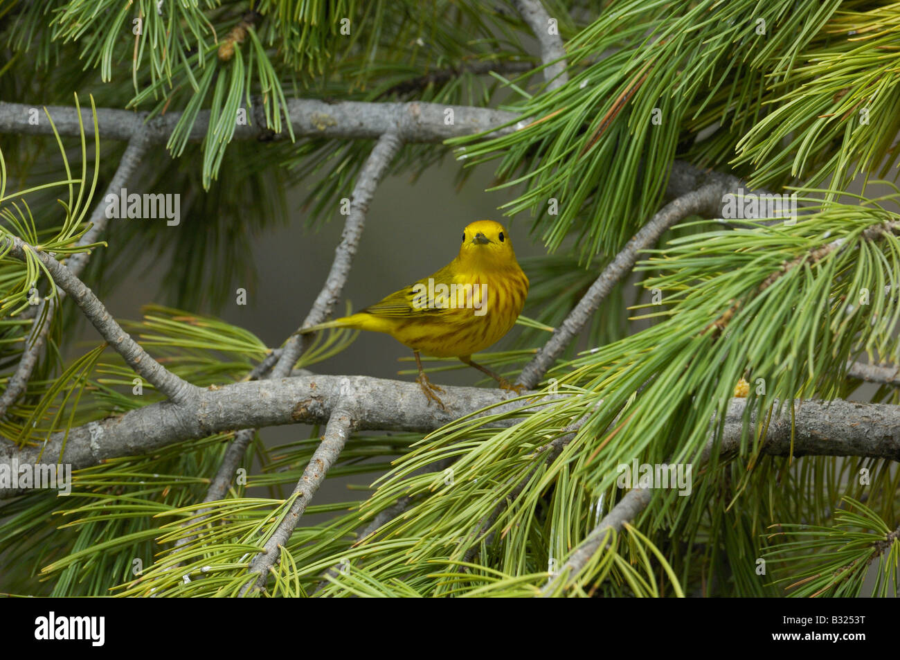 Yellow Warbler in pine tree Stock Photo - Alamy