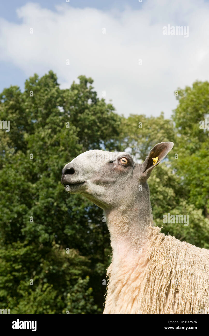 Sheep close up hoof hi-res stock photography and images - Alamy