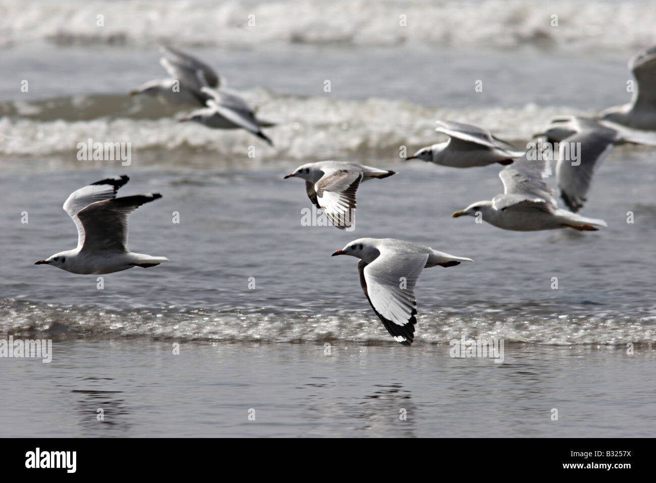 Gulls (often informally Seagulls) are birds in the family Laridae Stock ...