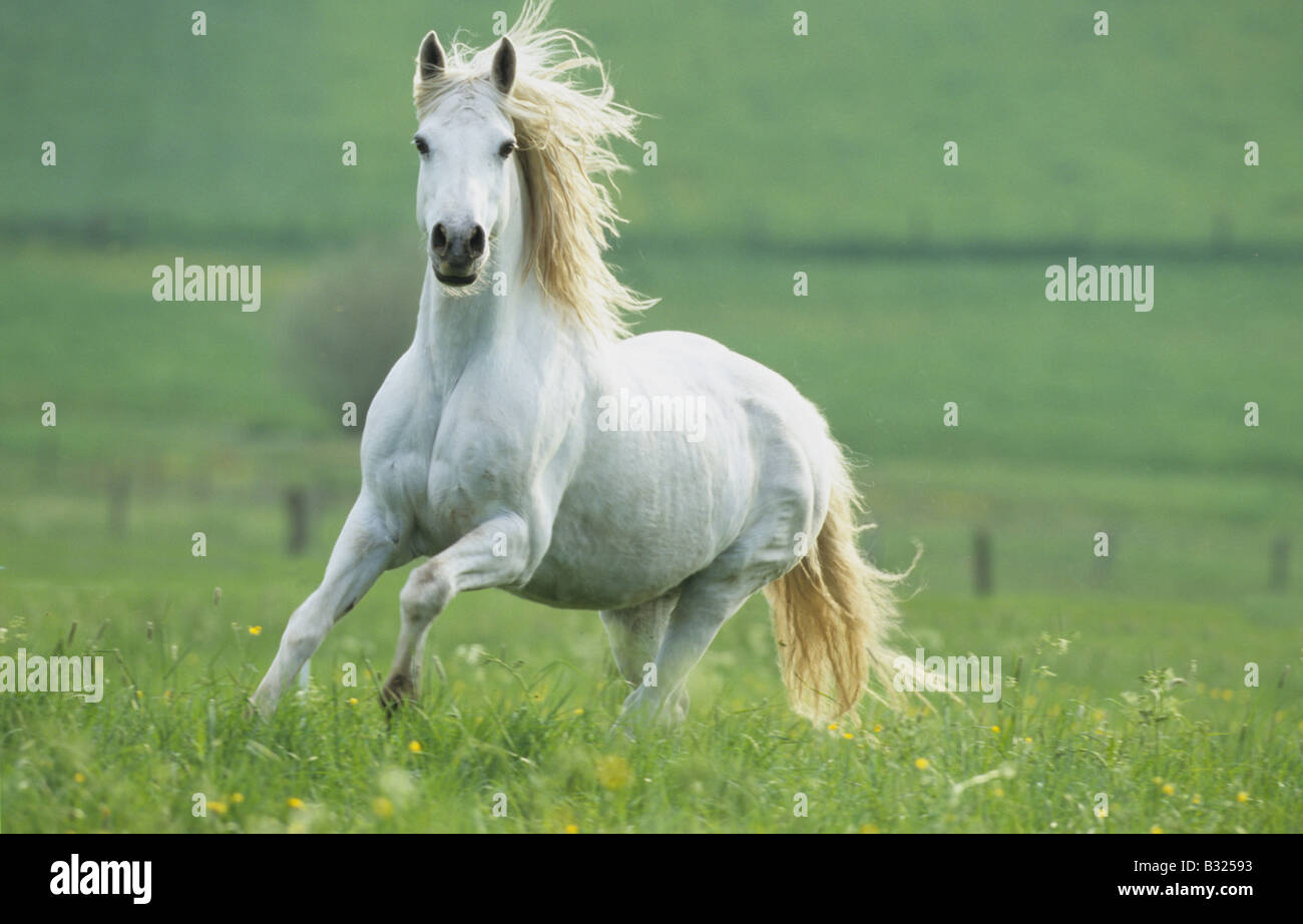 Connemara Pony (Equus caballus), gelding in gallop Stock Photo - Alamy
