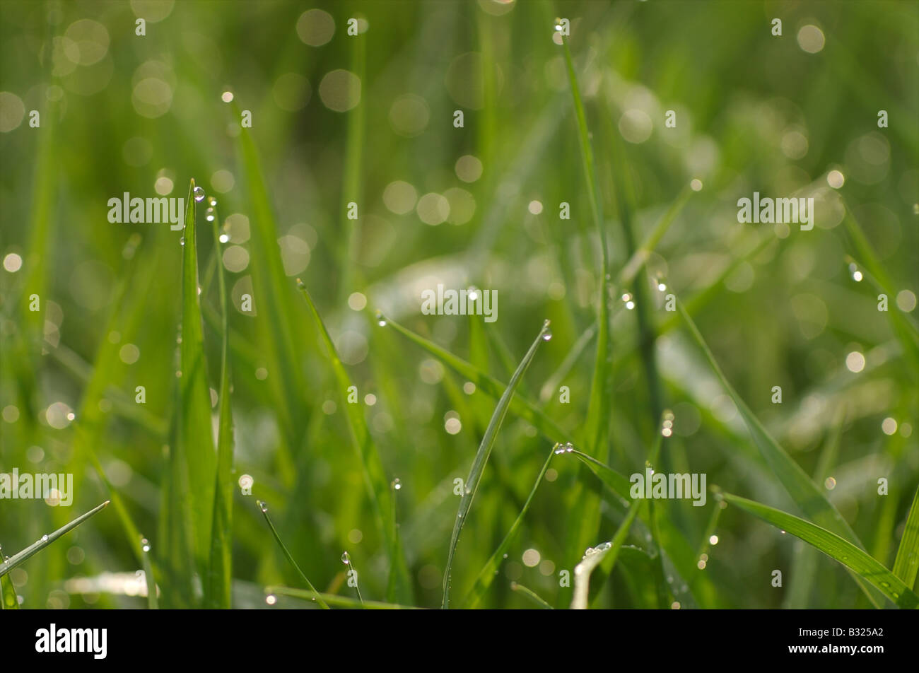 Wet grass Stock Photo - Alamy