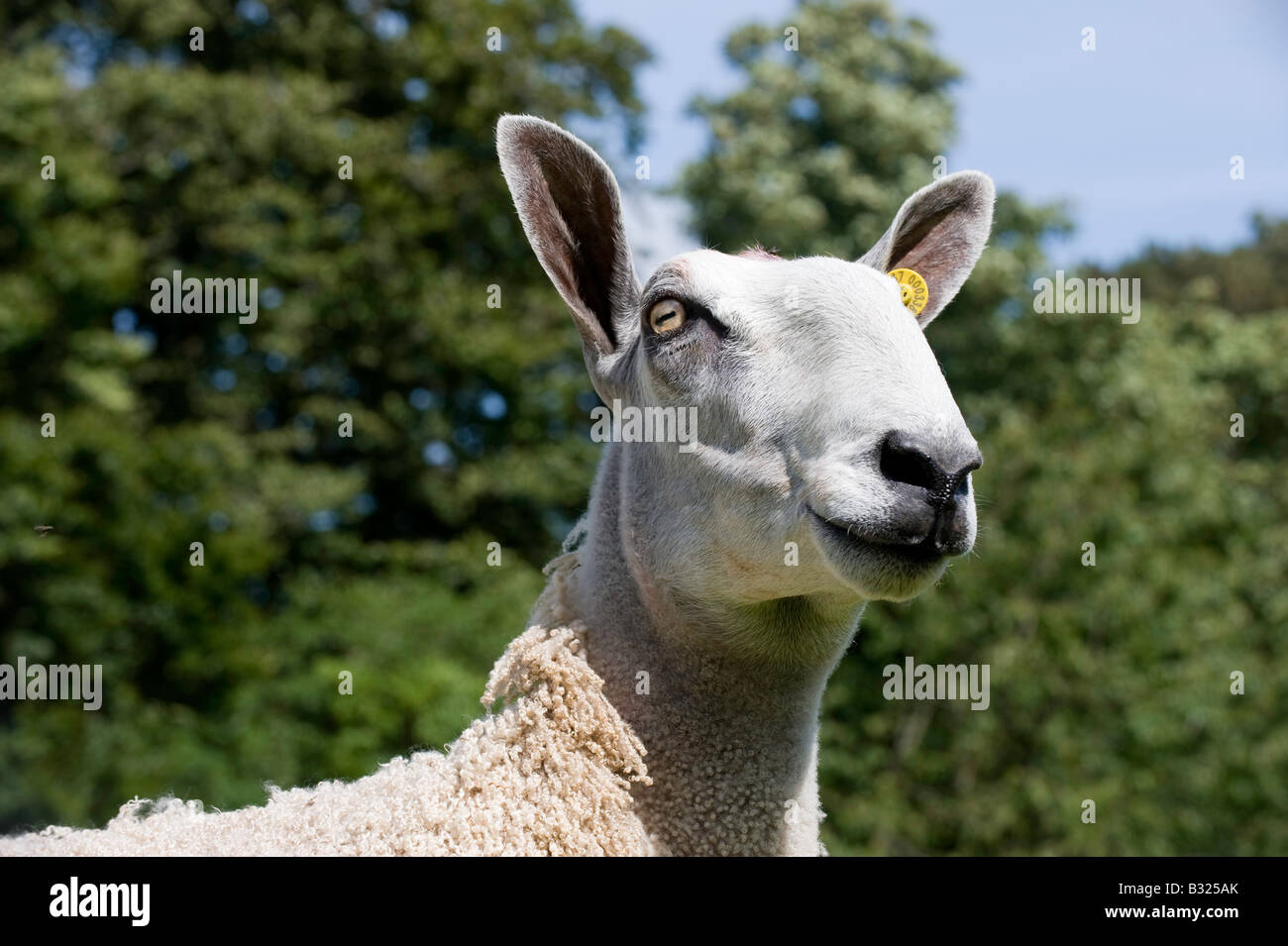 Sheep close up hoof hi-res stock photography and images - Alamy