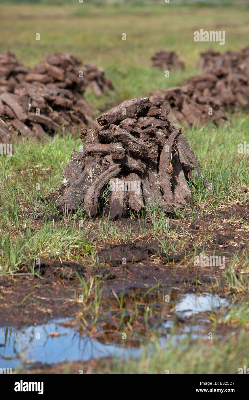 peat turf fuel already cut piled up in stacks air drying on the wet bog ...