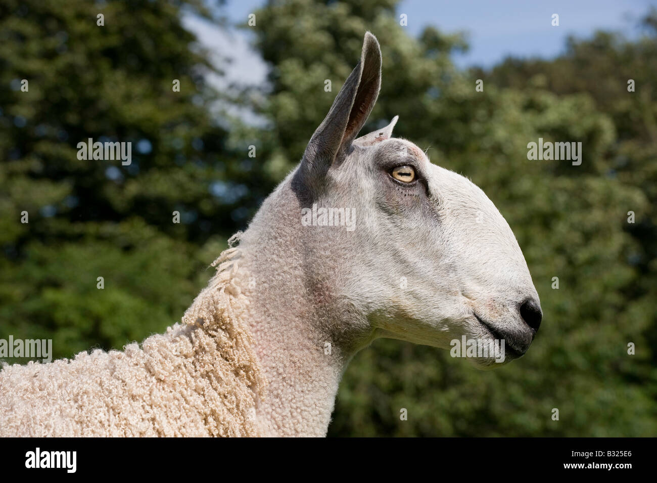 Close up of Blue Faced Leicester ram lamb head Silverdale Lancashire ...