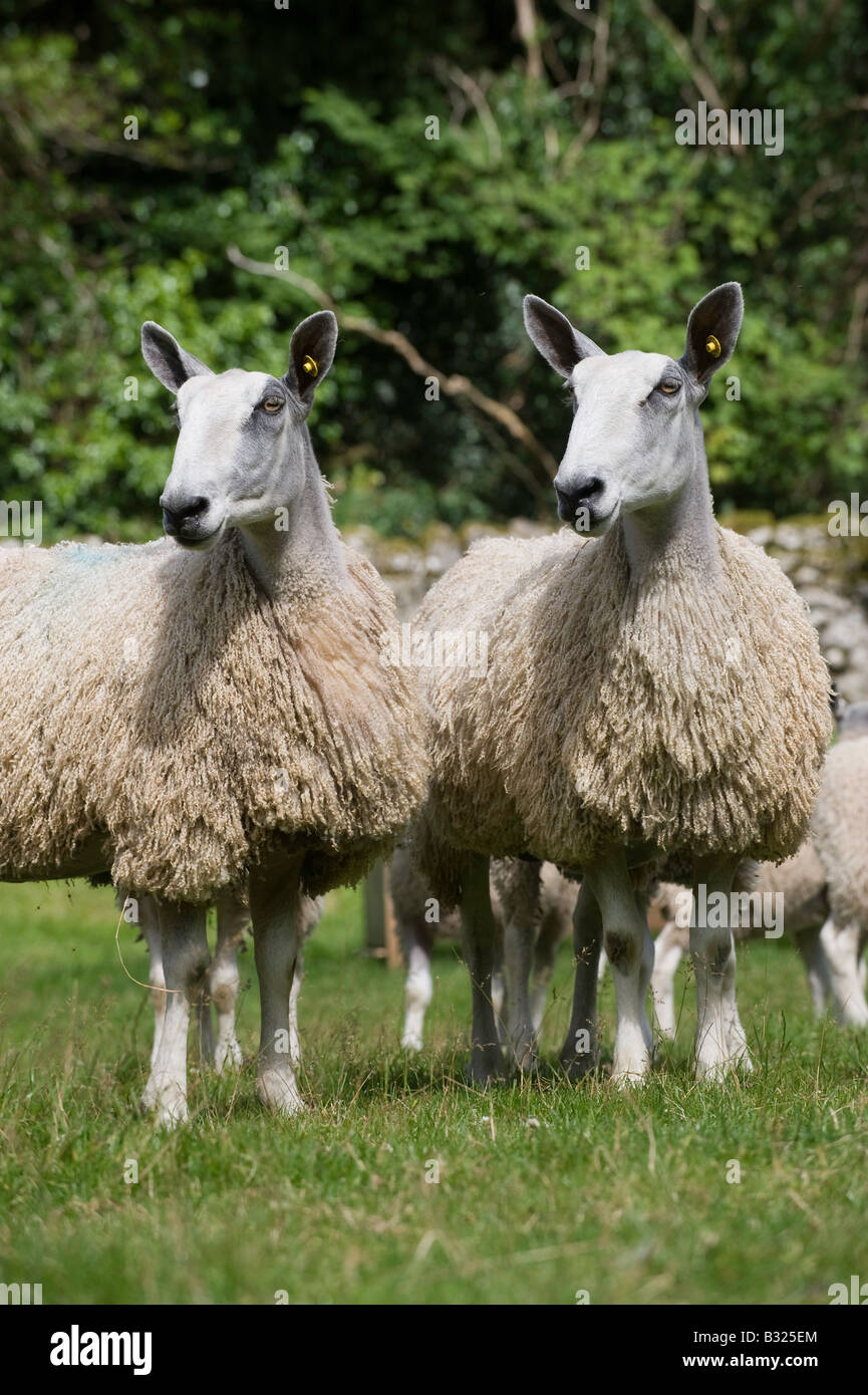 Bluefaced leicester sheep hi-res stock photography and images - Alamy