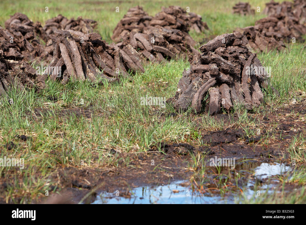 peat turf fuel already cut piled up in stacks air drying on the wet bog ...
