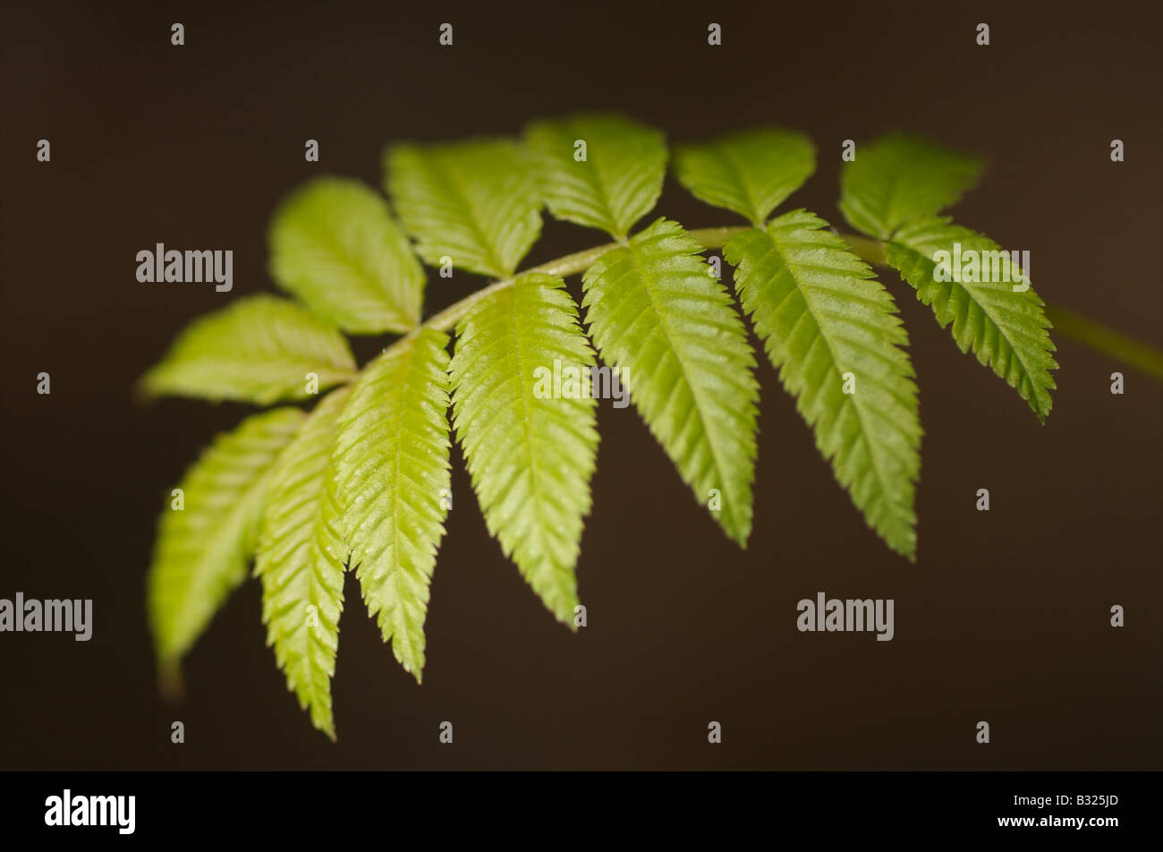 American Mountain Ash leaf in Eastern Ontario Canada Stock Photo - Alamy