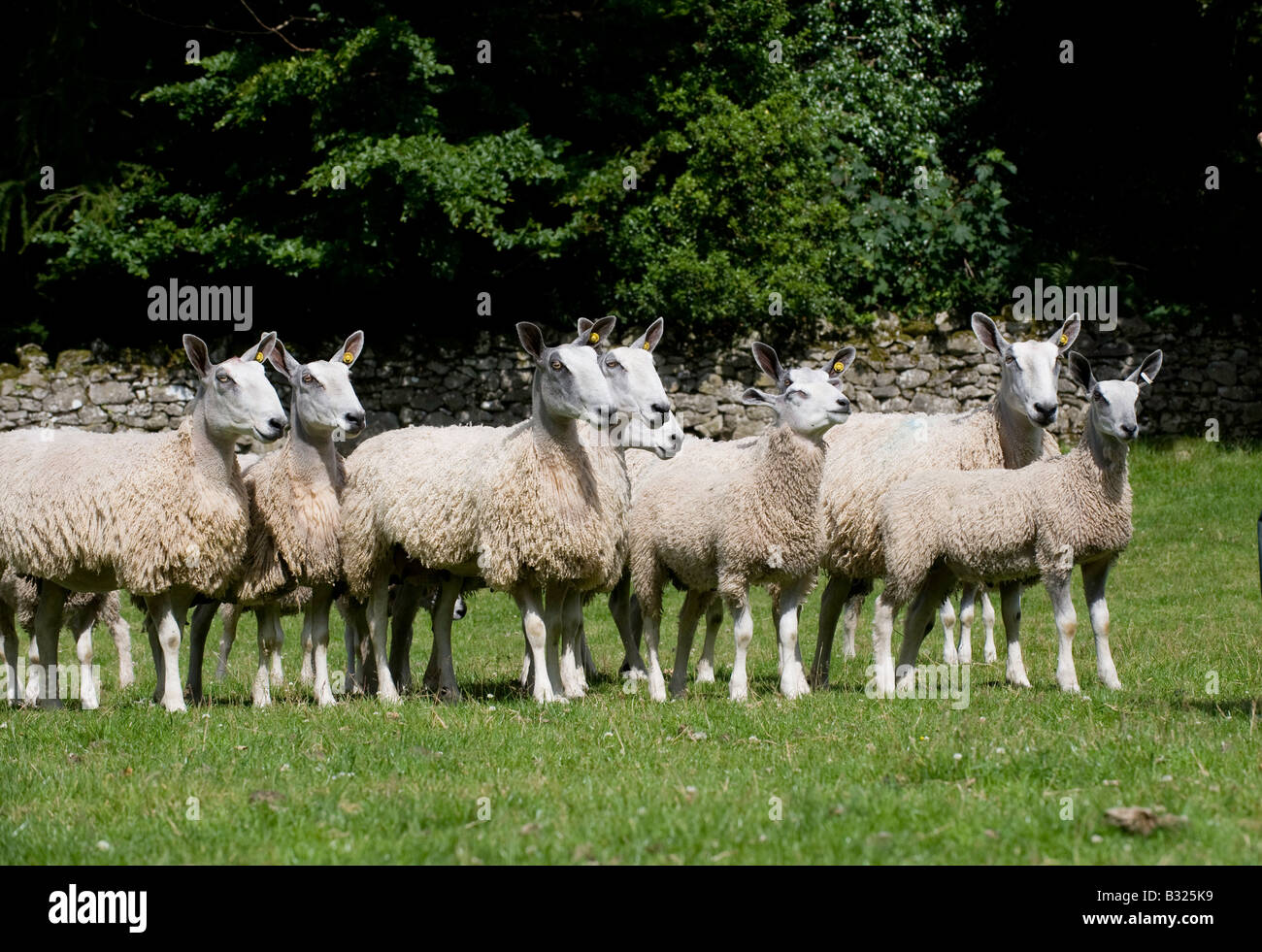 Bluefaced leicester sheep hi-res stock photography and images - Alamy