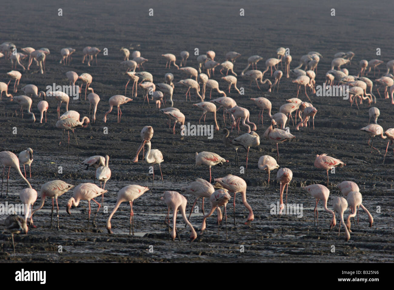 Phoenicopteridae family hi-res stock photography and images - Alamy