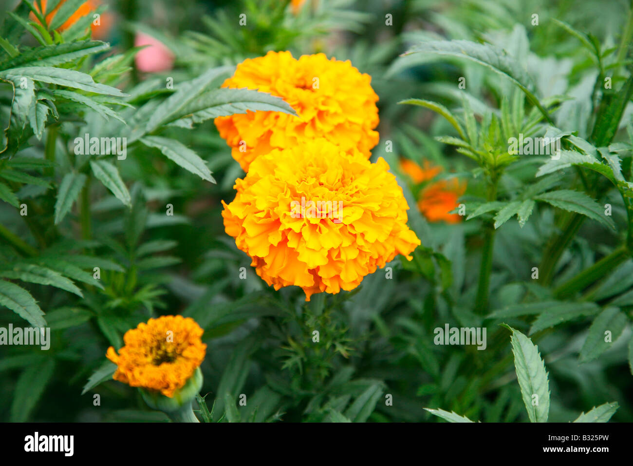 Marigold flowers as companion planting hi-res stock photography and ...