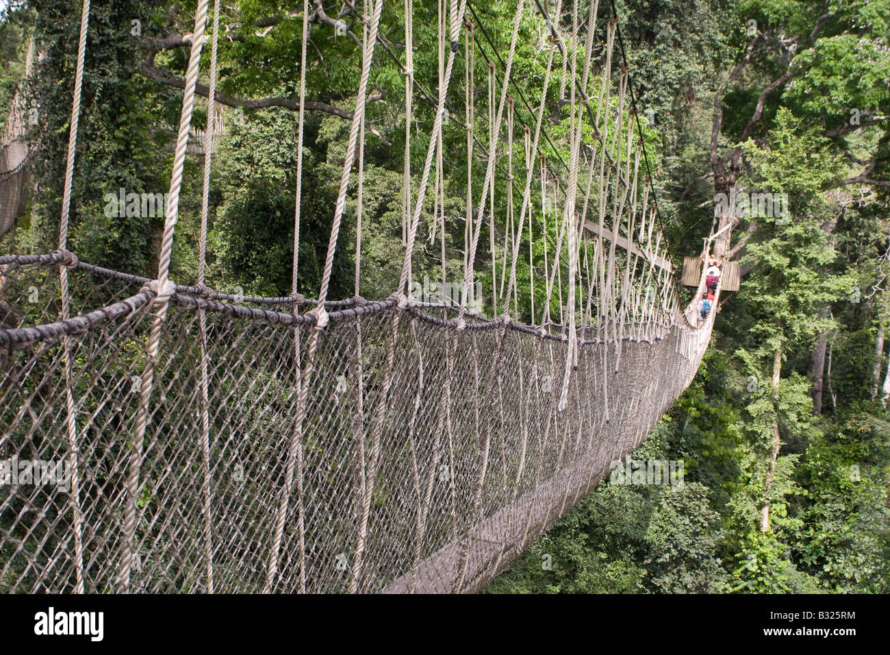 The 40 metre high canopy walk at Kakum National Park Ghana Stock Photo ...
