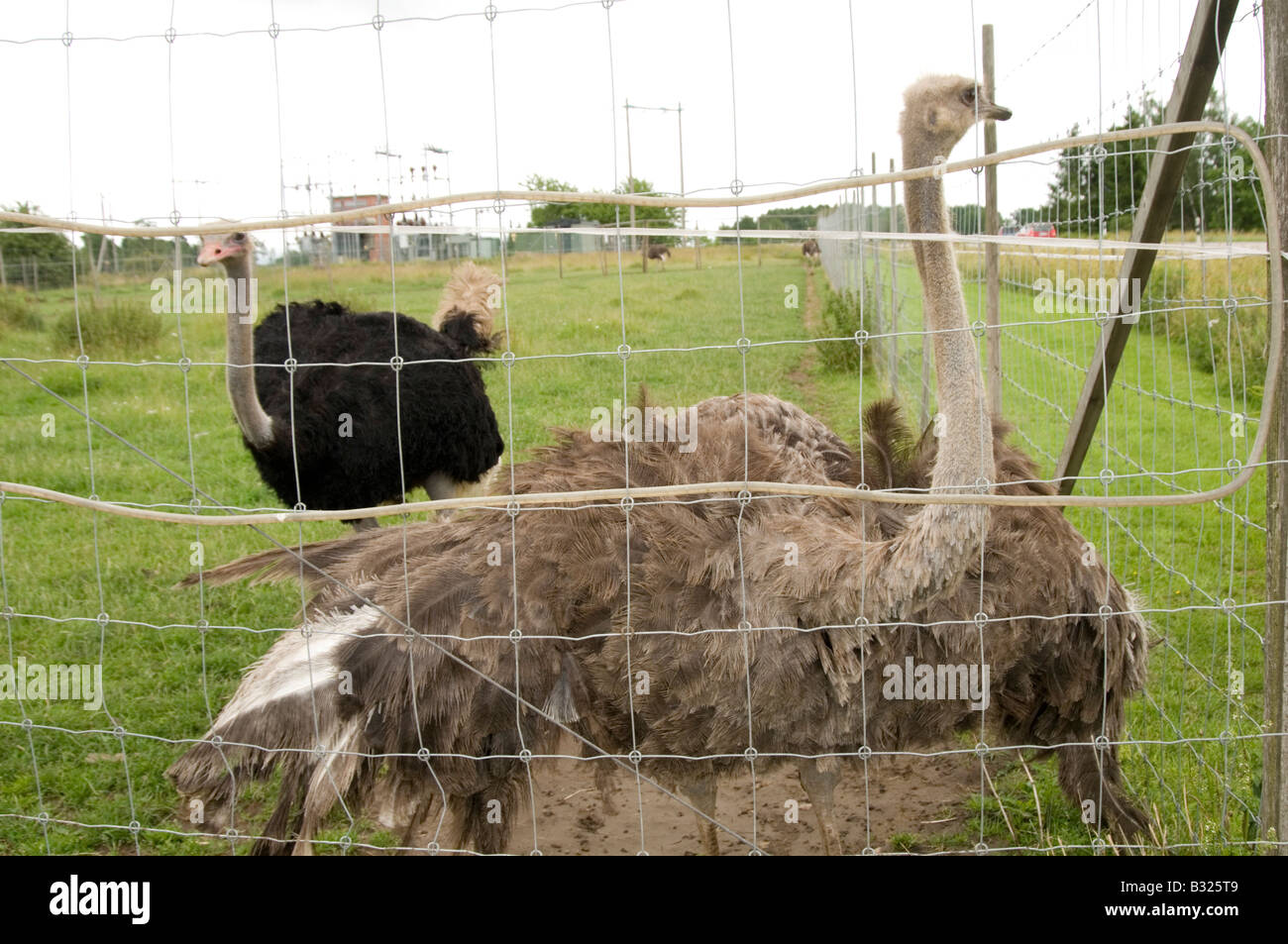 farm farming feather egg meat crop bird captive breed food farmer Stock ...