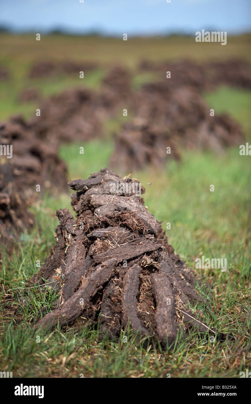 peat turf fuel already cut piled up in stacks air drying on the wet bog ...