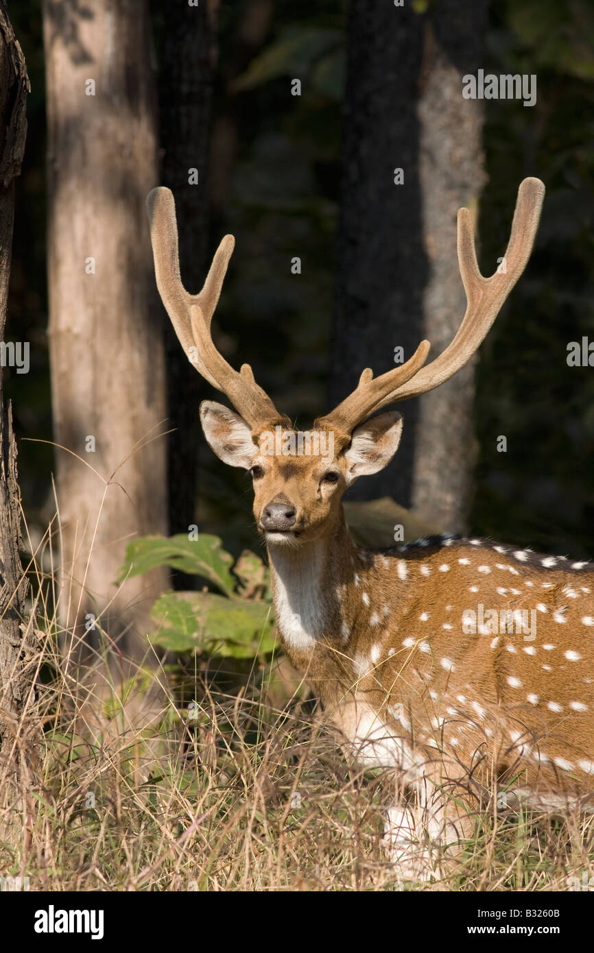 Male Chital or cheetal (Axis axis)also known as chital deer Stock Photo ...