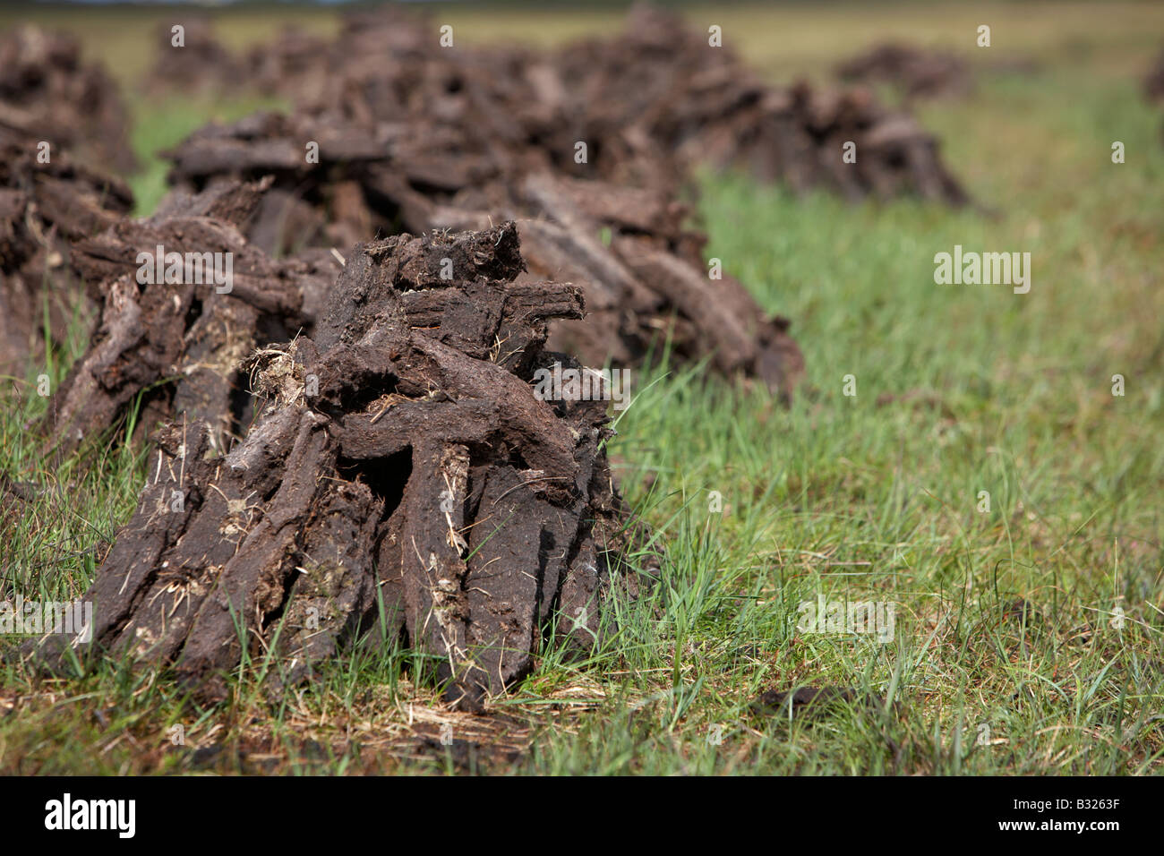 peat turf fuel already cut piled up in stacks air drying on the wet bog ...